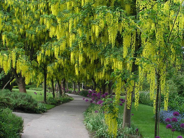 Golden Chain Trees - BrightShade Gardens LLC